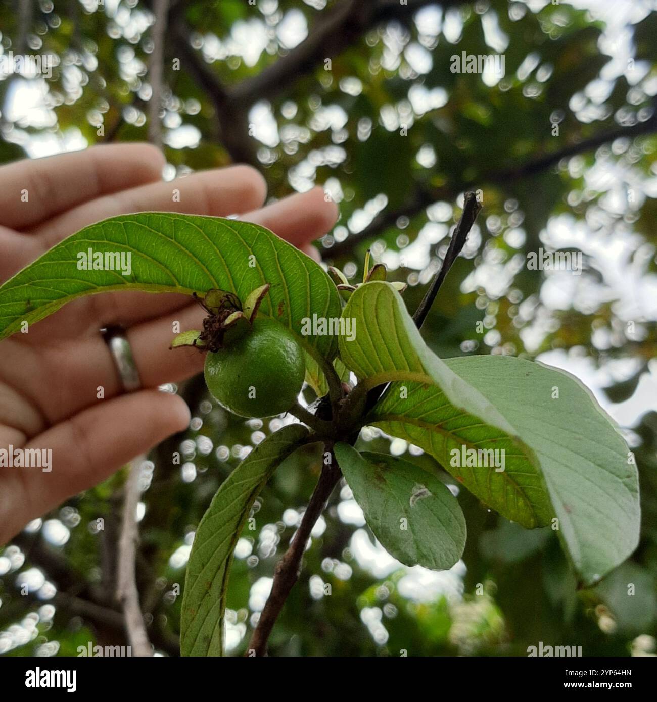 Common guava (Psidium guajava Stock Photo - Alamy