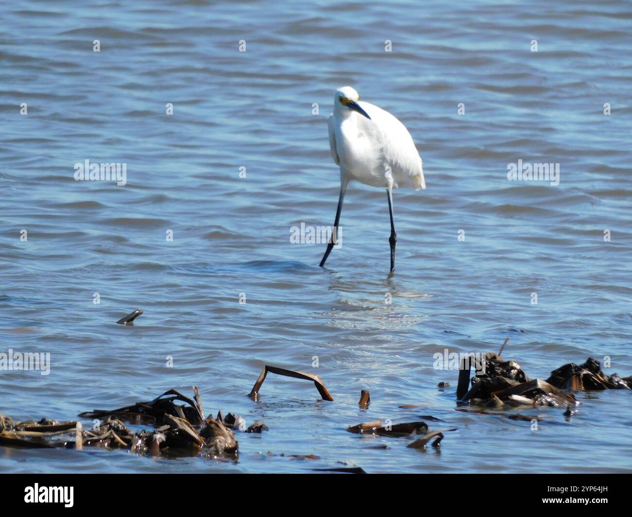 Snowy Egret (Egretta thula Stock Photo - Alamy