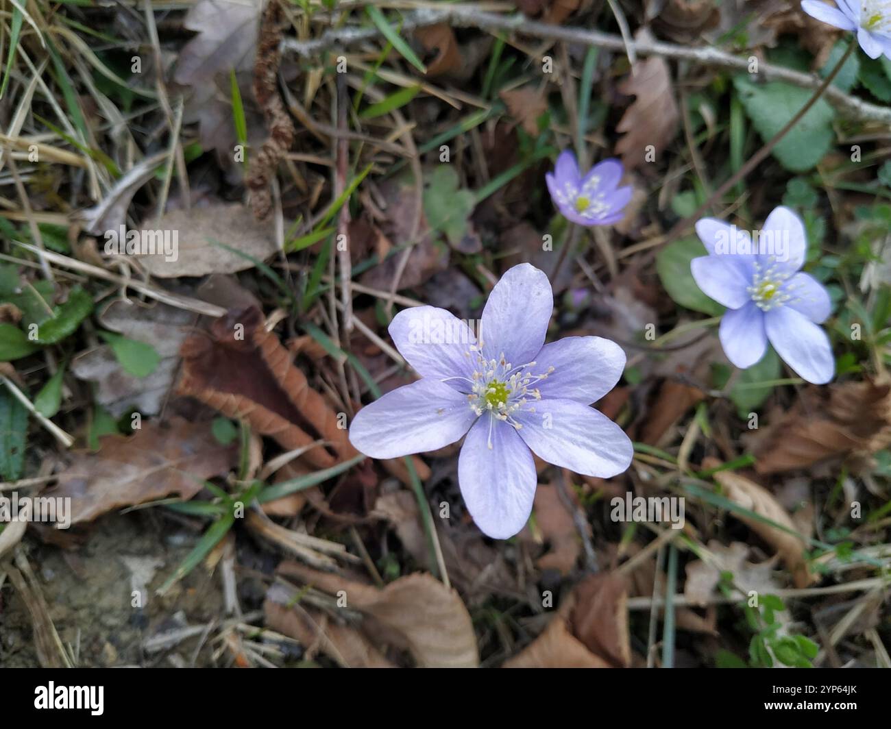 Liverleaf (Hepatica nobilis Stock Photo - Alamy