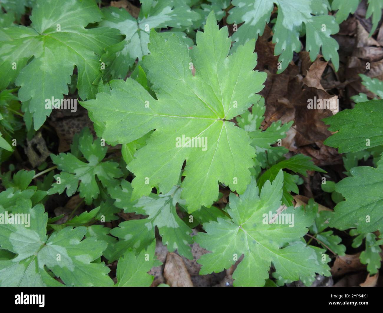 Broad-leaf Waterleaf (Hydrophyllum canadense Stock Photo - Alamy
