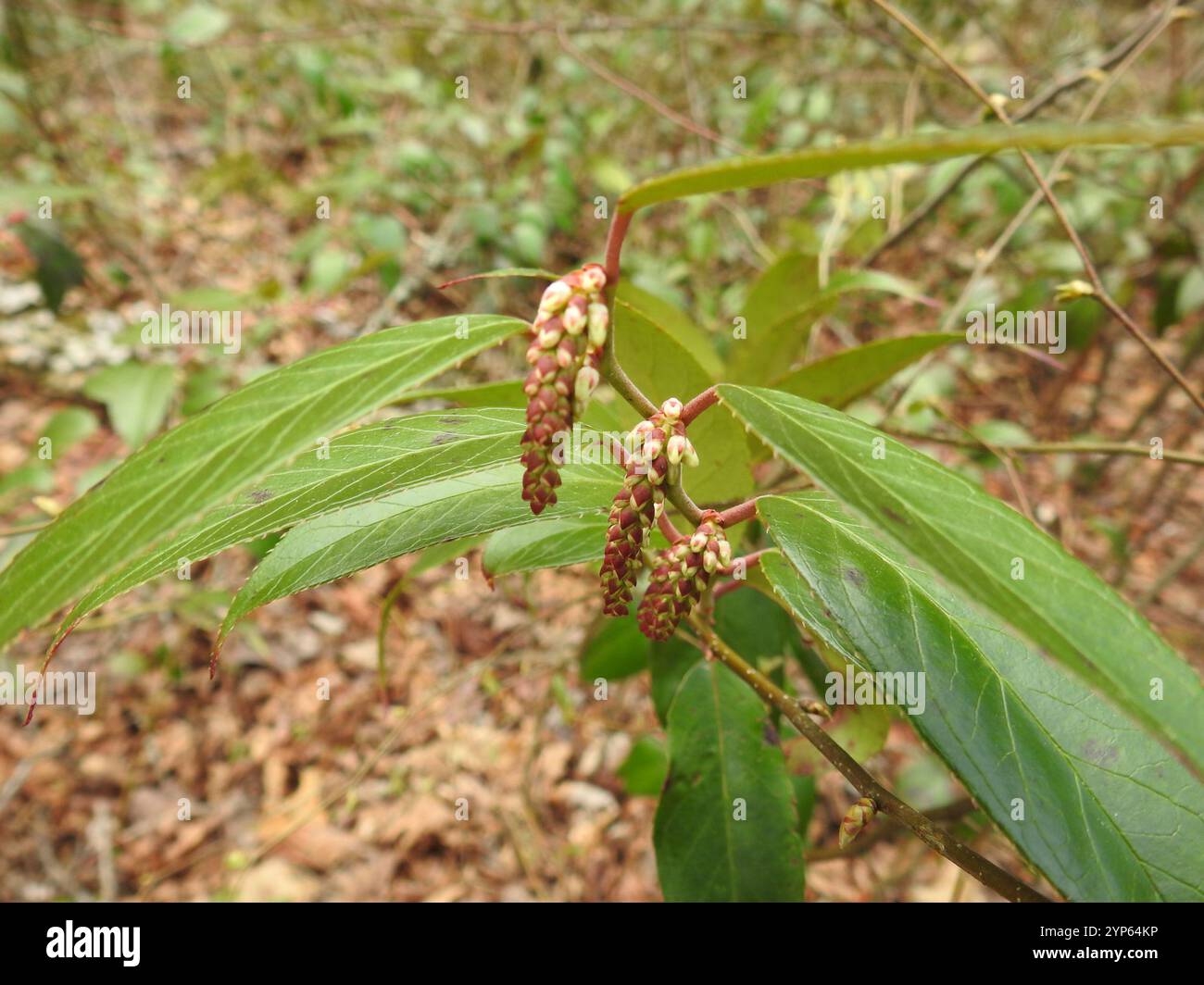 mountain doghobble (Leucothoe fontanesiana Stock Photo - Alamy