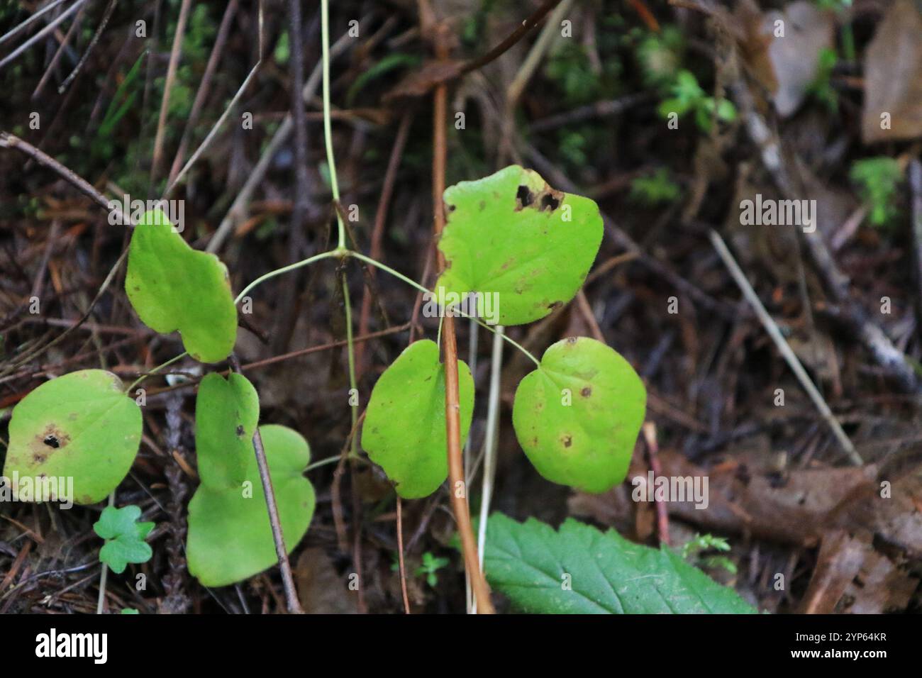 White Inside-out Flower (Vancouveria hexandra Stock Photo - Alamy