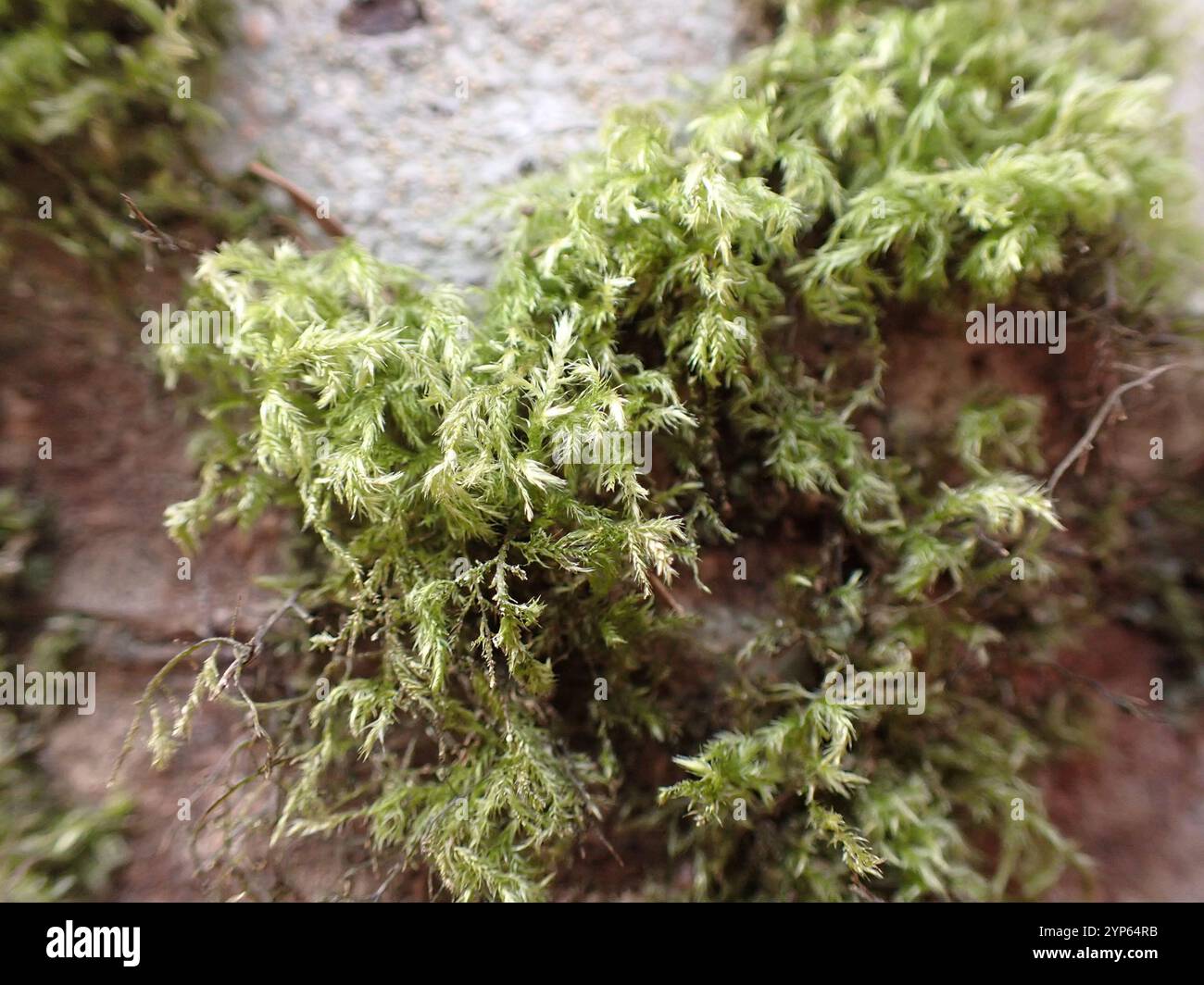 Cat's Tail Moss (Pseudisothecium stoloniferum Stock Photo - Alamy