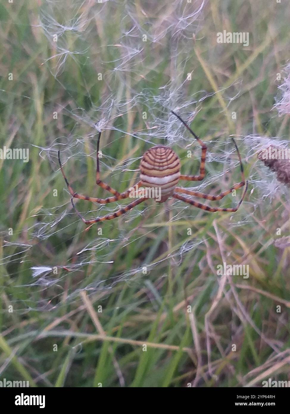 Banded Garden Spider (Argiope trifasciata Stock Photo - Alamy