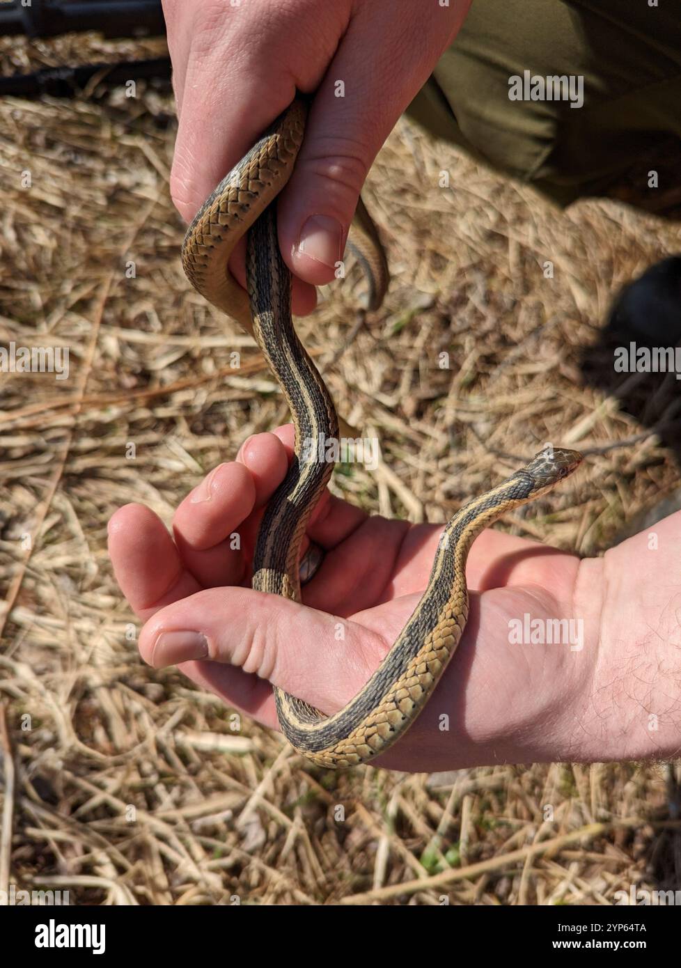 Common Garter Snake (Thamnophis sirtalis Stock Photo - Alamy