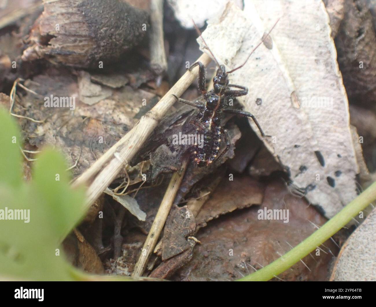 Flower Assassin Bugs (Rhynocoris Stock Photo - Alamy