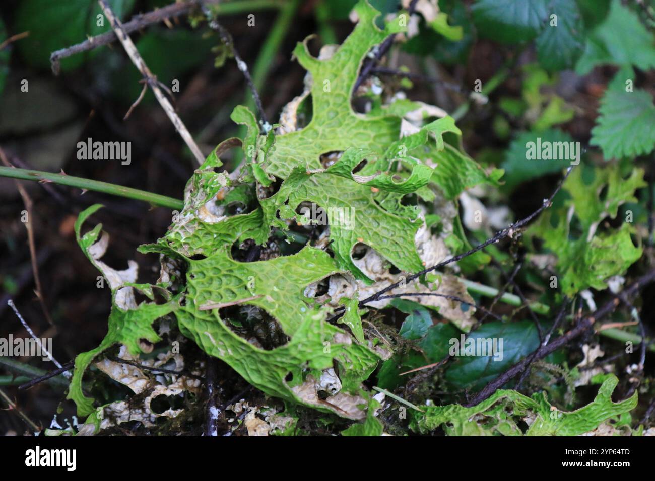 Tree Lungwort (Lobaria pulmonaria Stock Photo - Alamy