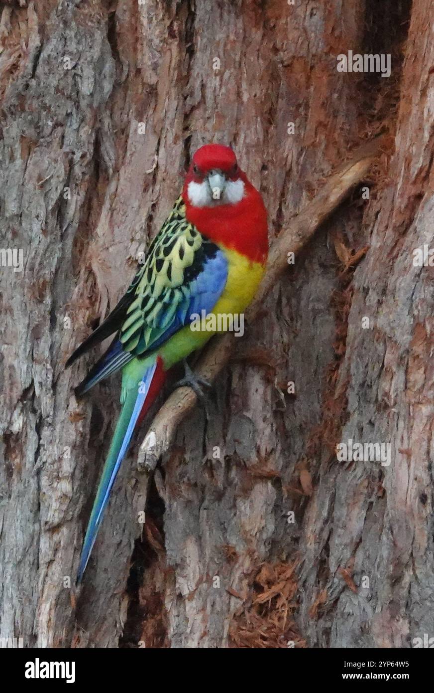 Eastern Rosella (Platycercus eximius Stock Photo - Alamy
