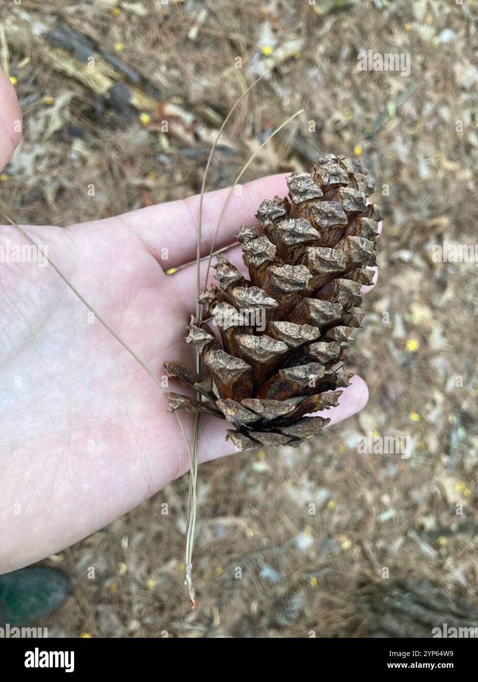 loblolly pine (Pinus taeda Stock Photo - Alamy