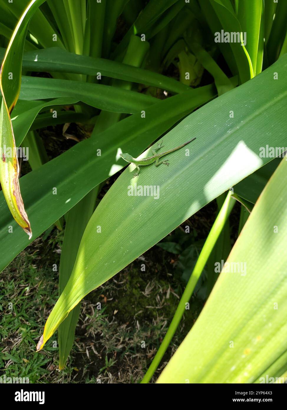 Green Anole (Anolis carolinensis Stock Photo - Alamy