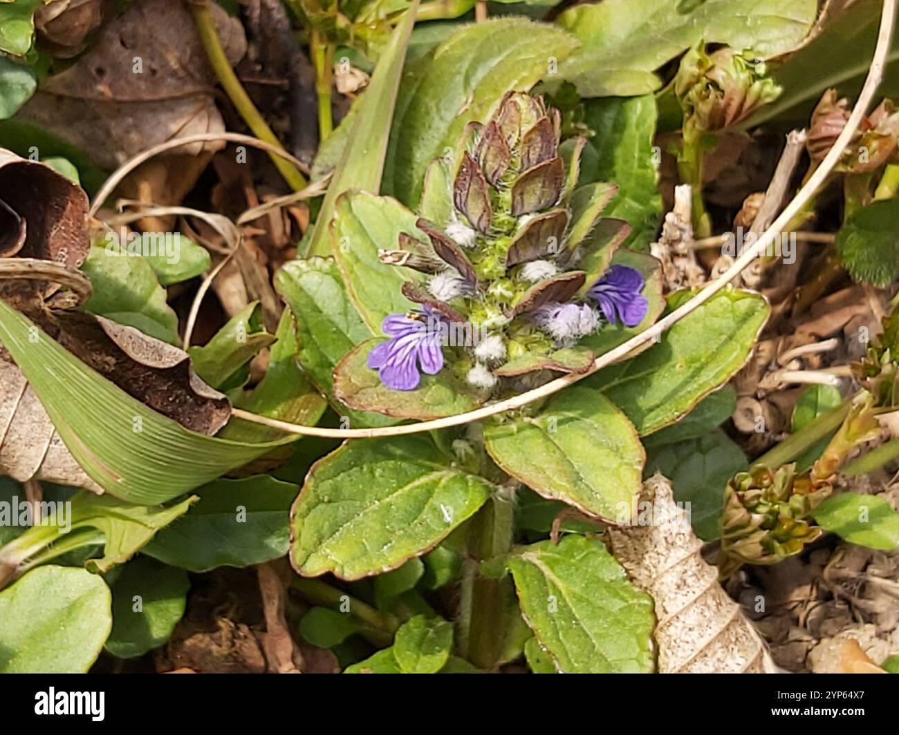 carpet bugle (Ajuga reptans Stock Photo - Alamy