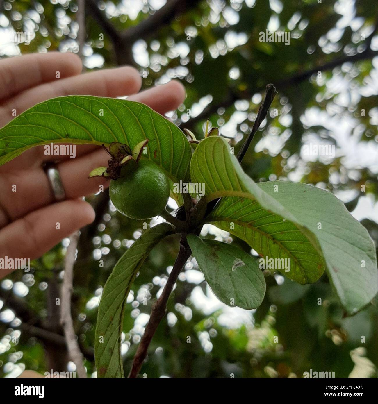 Common guava (Psidium guajava Stock Photo - Alamy