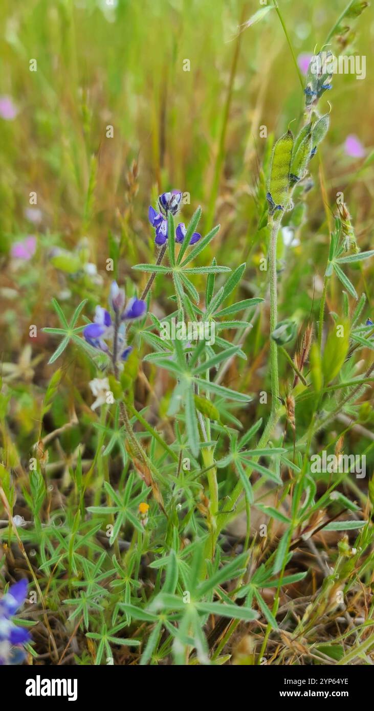 Miniature Lupine (Lupinus bicolor Stock Photo - Alamy
