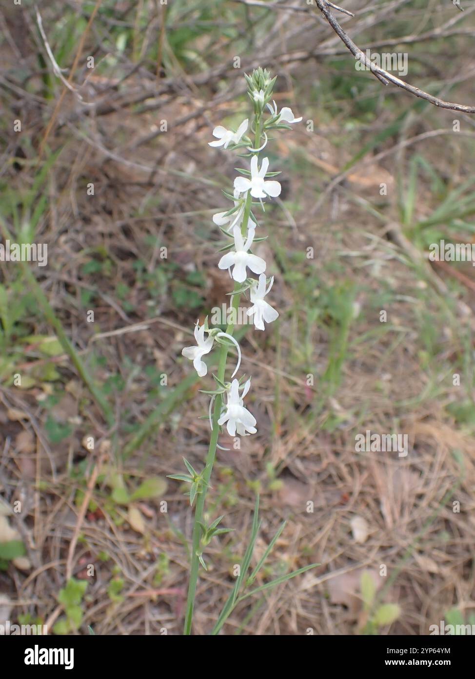 White Toadflax (Linaria chalepensis Stock Photo - Alamy
