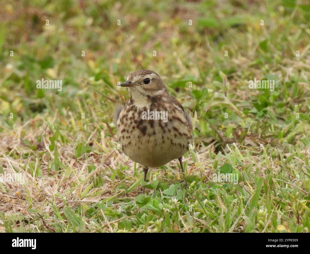 American Pipit (Anthus rubescens Stock Photo - Alamy
