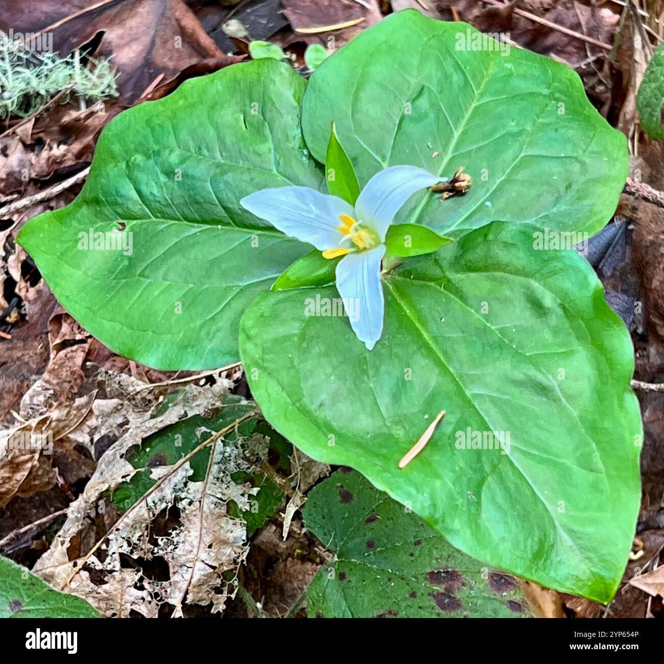 Pacific trillium (Trillium ovatum Stock Photo - Alamy