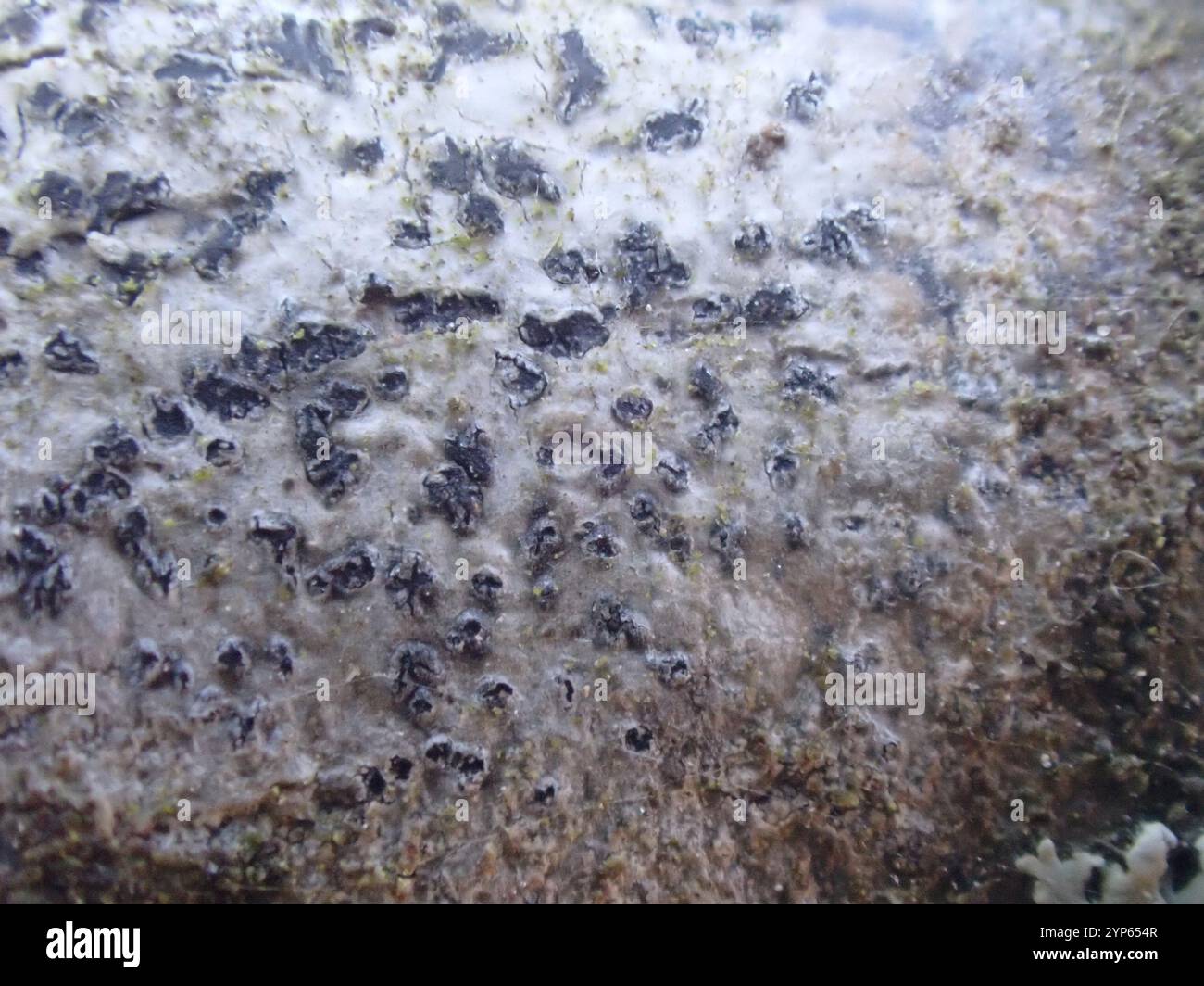 Asterisk Lichen (Arthonia radiata Stock Photo - Alamy