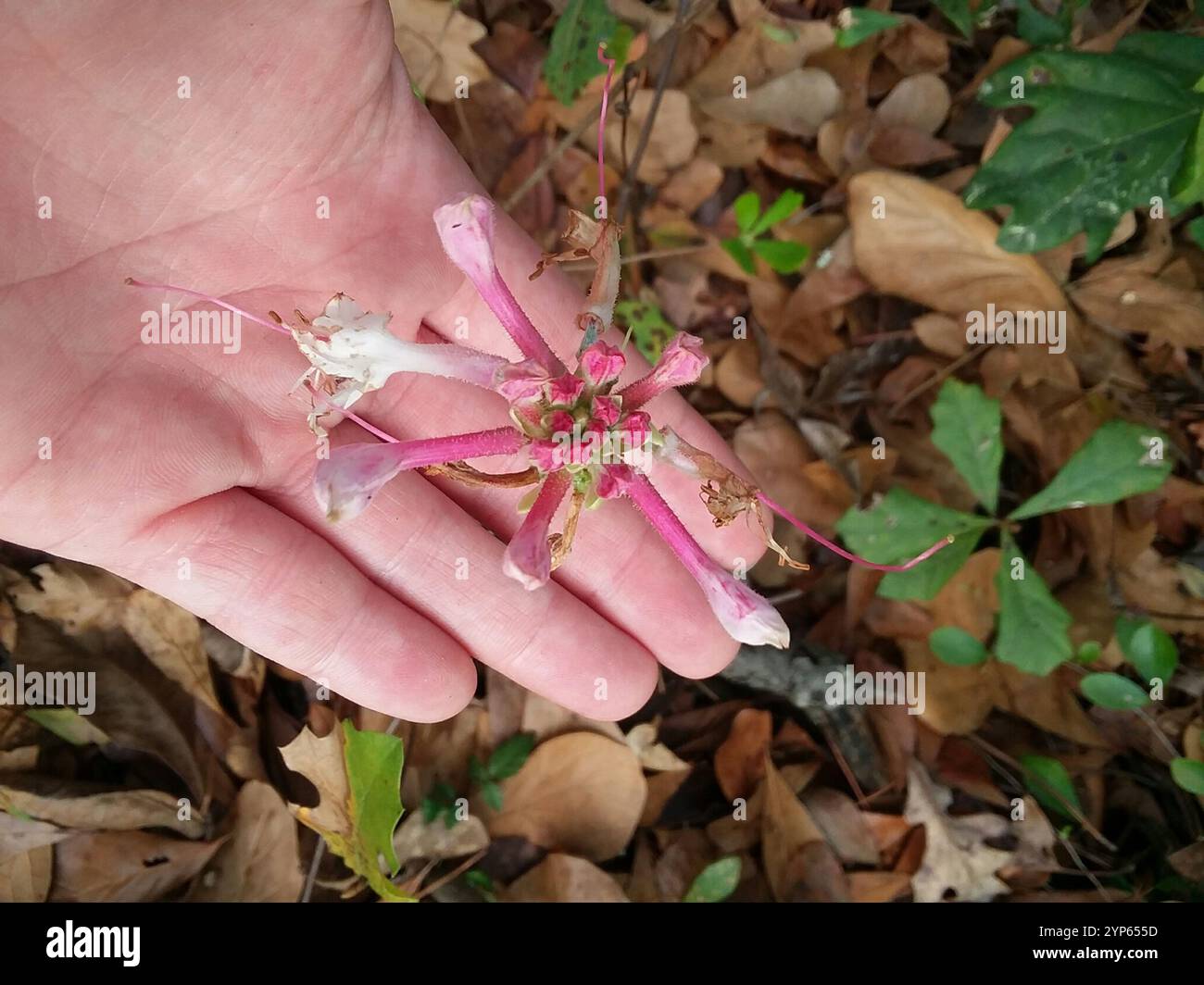 Mountain Azalea (Rhododendron canescens Stock Photo - Alamy