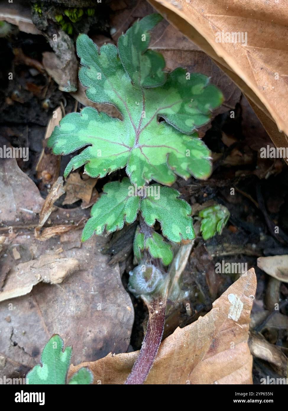 great waterleaf (Hydrophyllum appendiculatum Stock Photo - Alamy