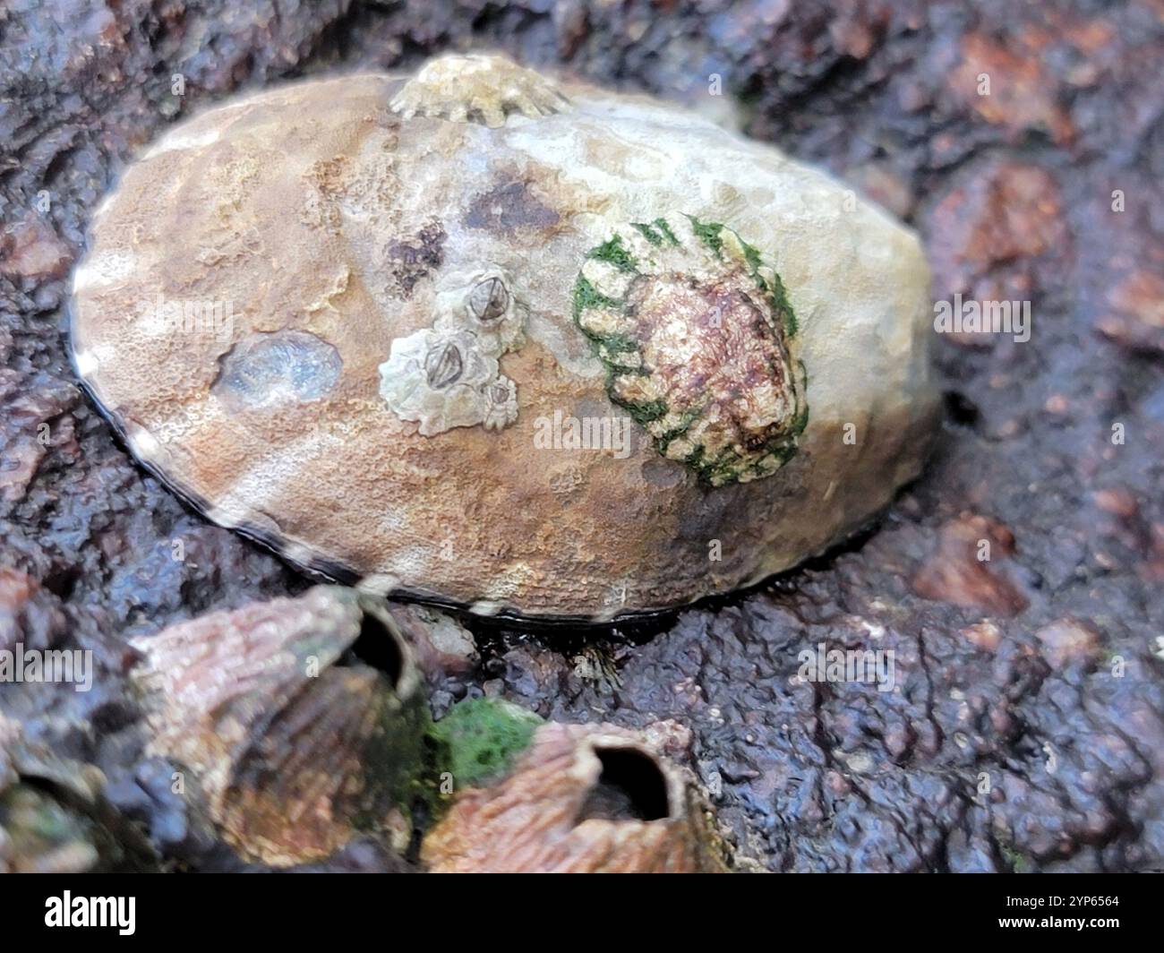 Owl Limpet (Lottia gigantea Stock Photo - Alamy