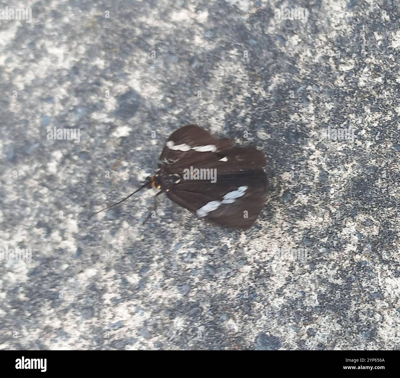 New Zealand Magpie Moth (Nyctemera annulata Stock Photo - Alamy