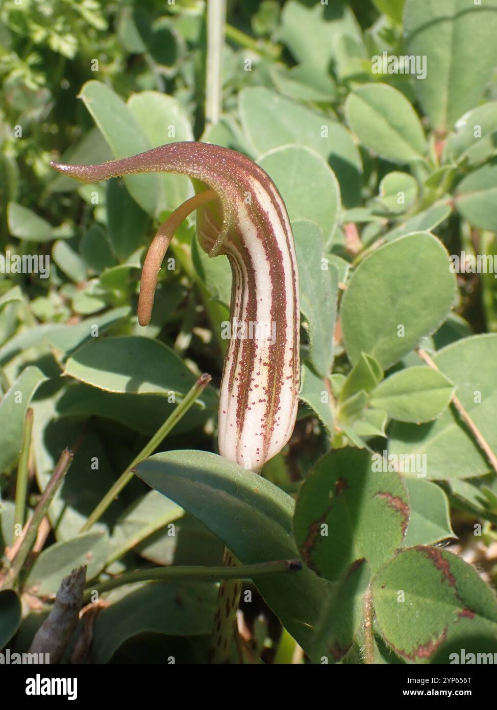 Friar's-cowl (Arisarum vulgare Stock Photo - Alamy