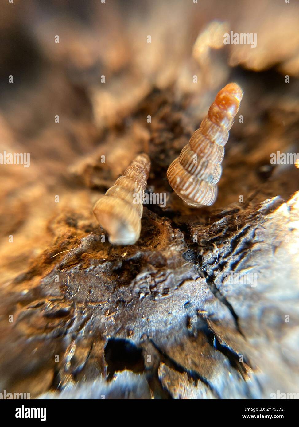 Door snails (Clausiliidae Stock Photo - Alamy