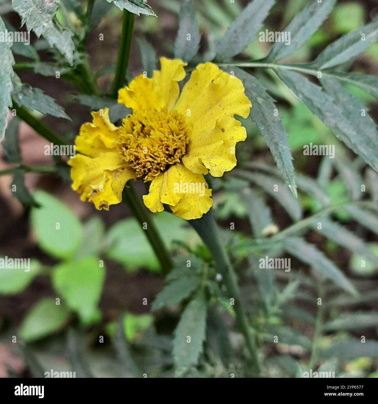 Mexican marigold (Tagetes erecta Stock Photo - Alamy