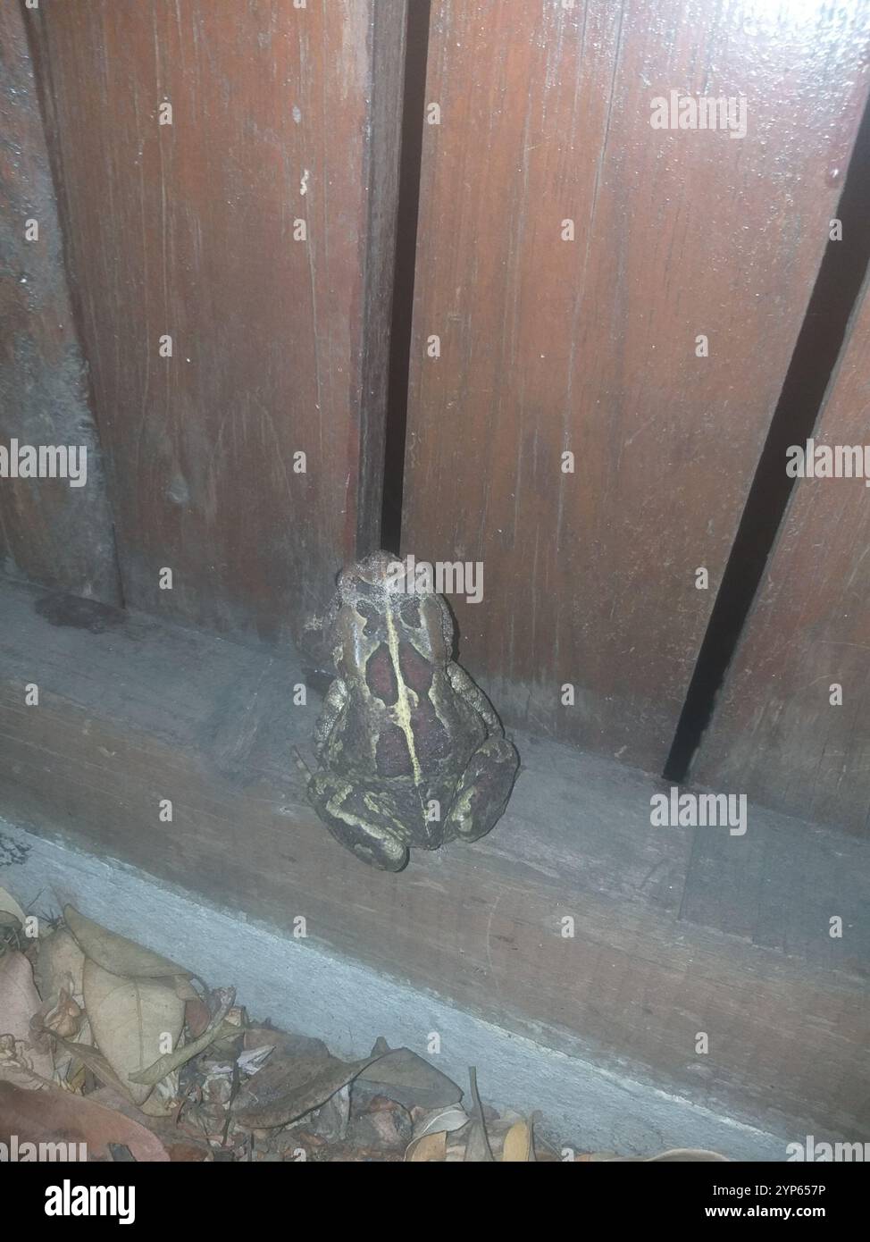 Western Leopard Toad (Sclerophrys pantherina Stock Photo - Alamy