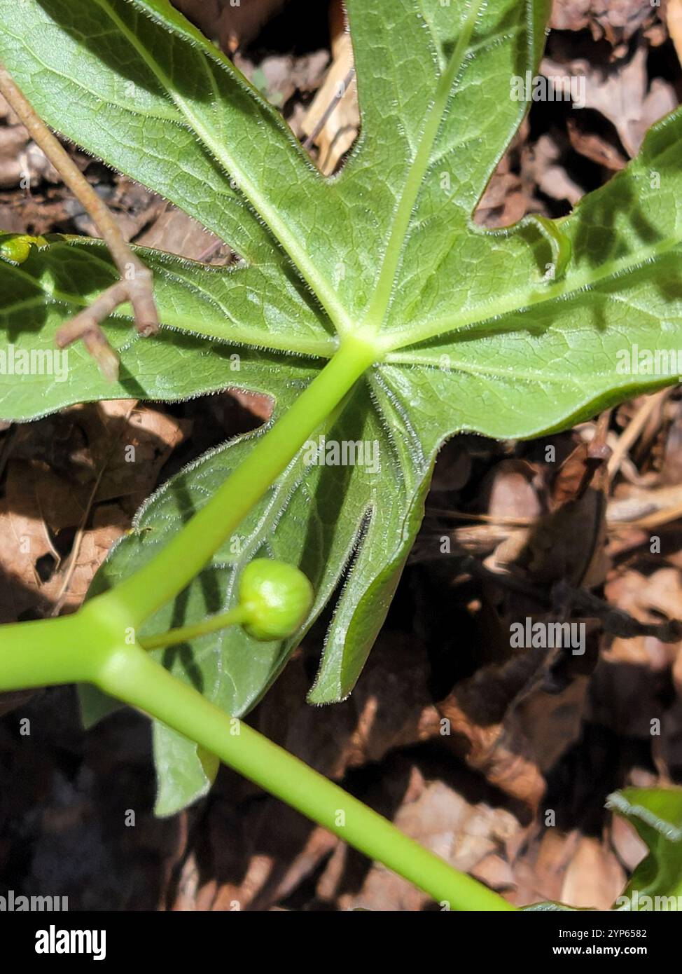 mayapple (Podophyllum peltatum Stock Photo - Alamy