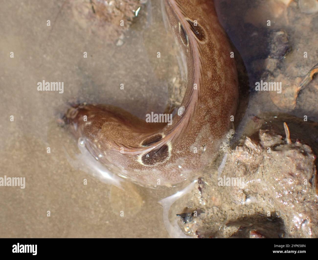 Rock Gunnel (Pholis gunnellus Stock Photo - Alamy