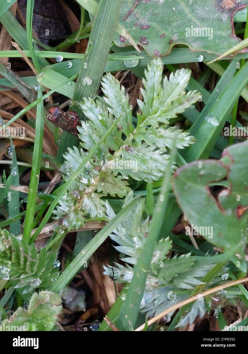 common silverweed (Argentina anserina Stock Photo - Alamy