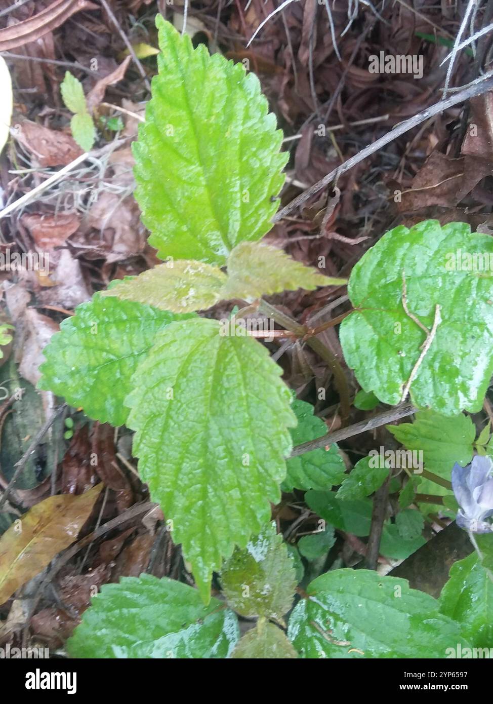 nettle family (Urticaceae Stock Photo - Alamy