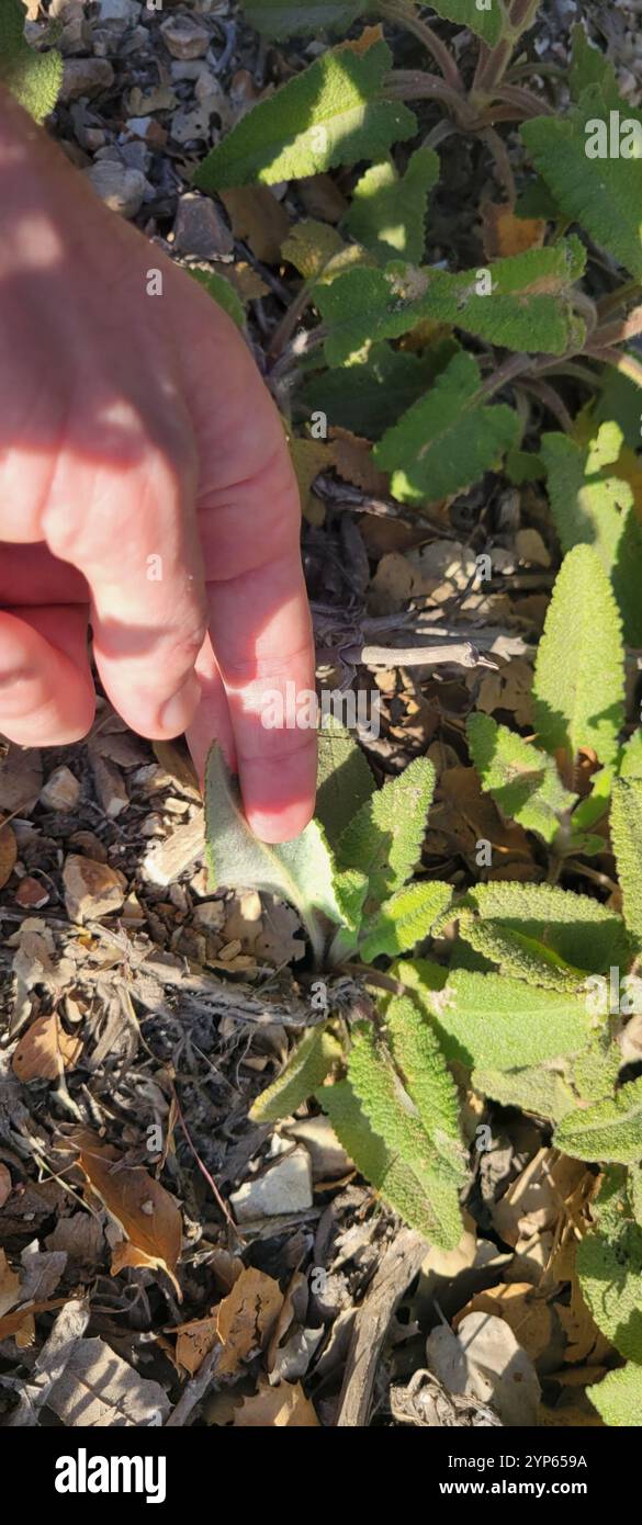 Hummingbird Sage (Salvia spathacea Stock Photo - Alamy