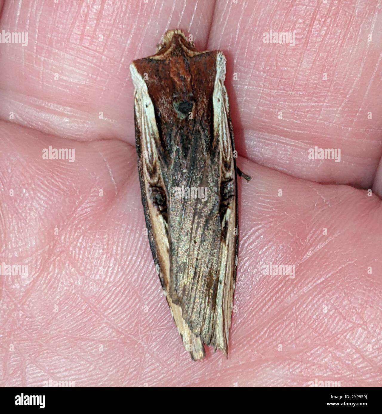 Dot-and-Dash Swordgrass Moth (Xylena curvimacula Stock Photo - Alamy