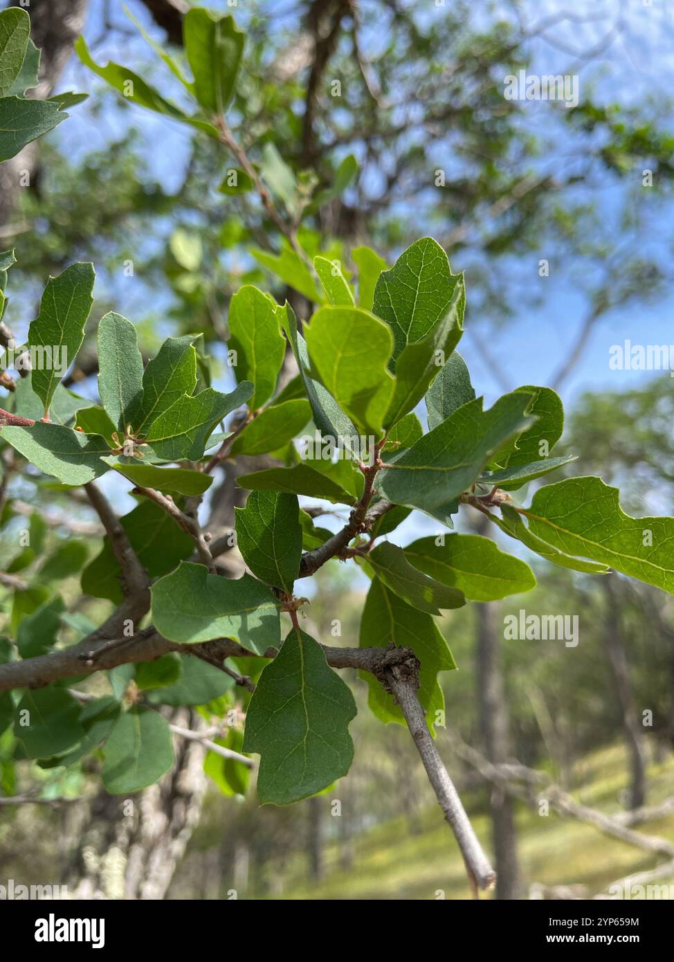 blue oak (Quercus douglasii Stock Photo - Alamy