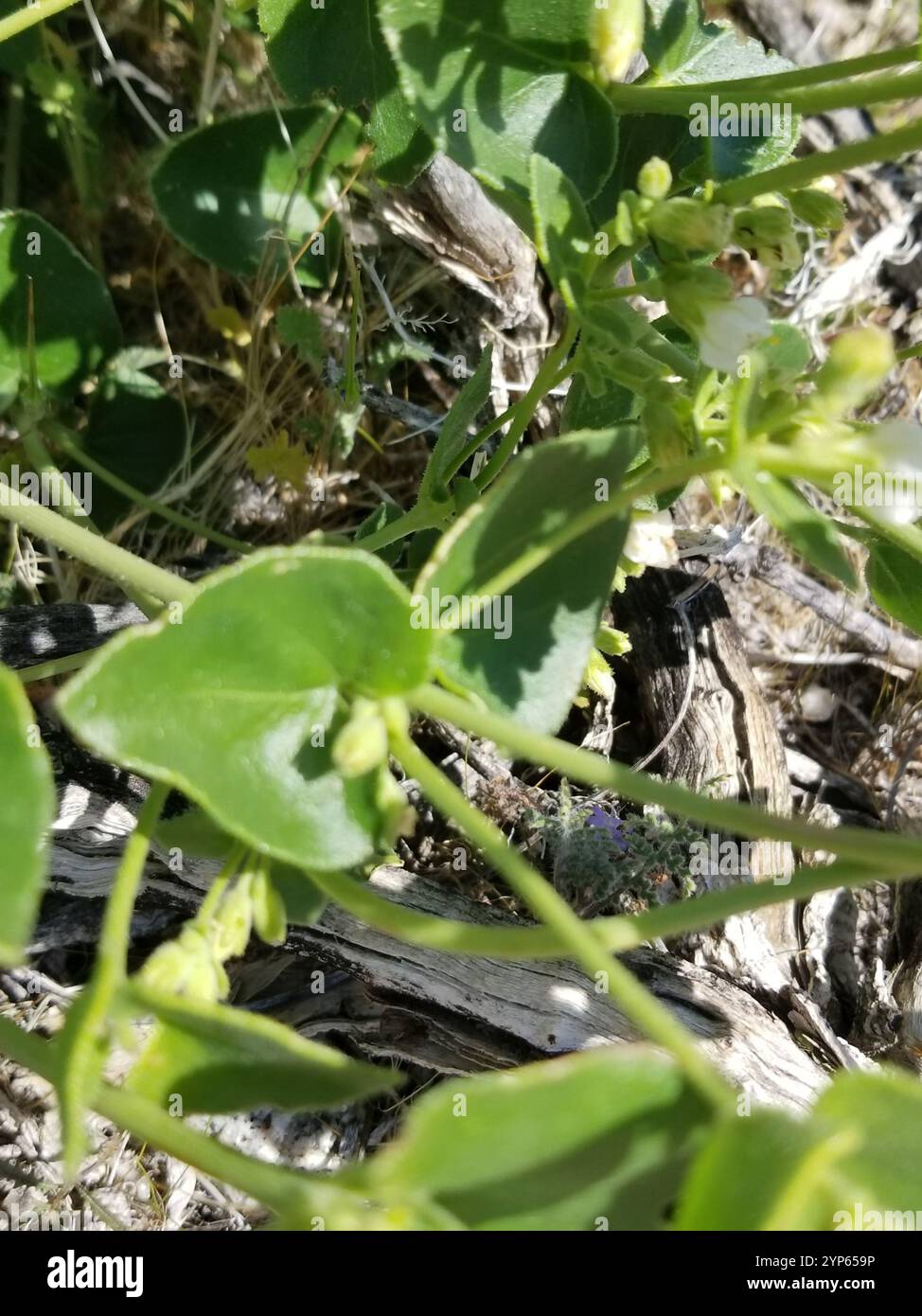 Wishbone Bush (Mirabilis laevis Stock Photo - Alamy