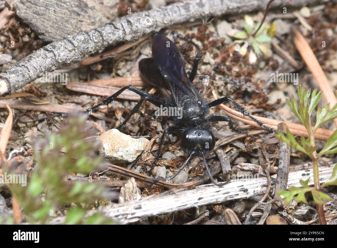 Cutworm Wasps (Podalonia Stock Photo - Alamy