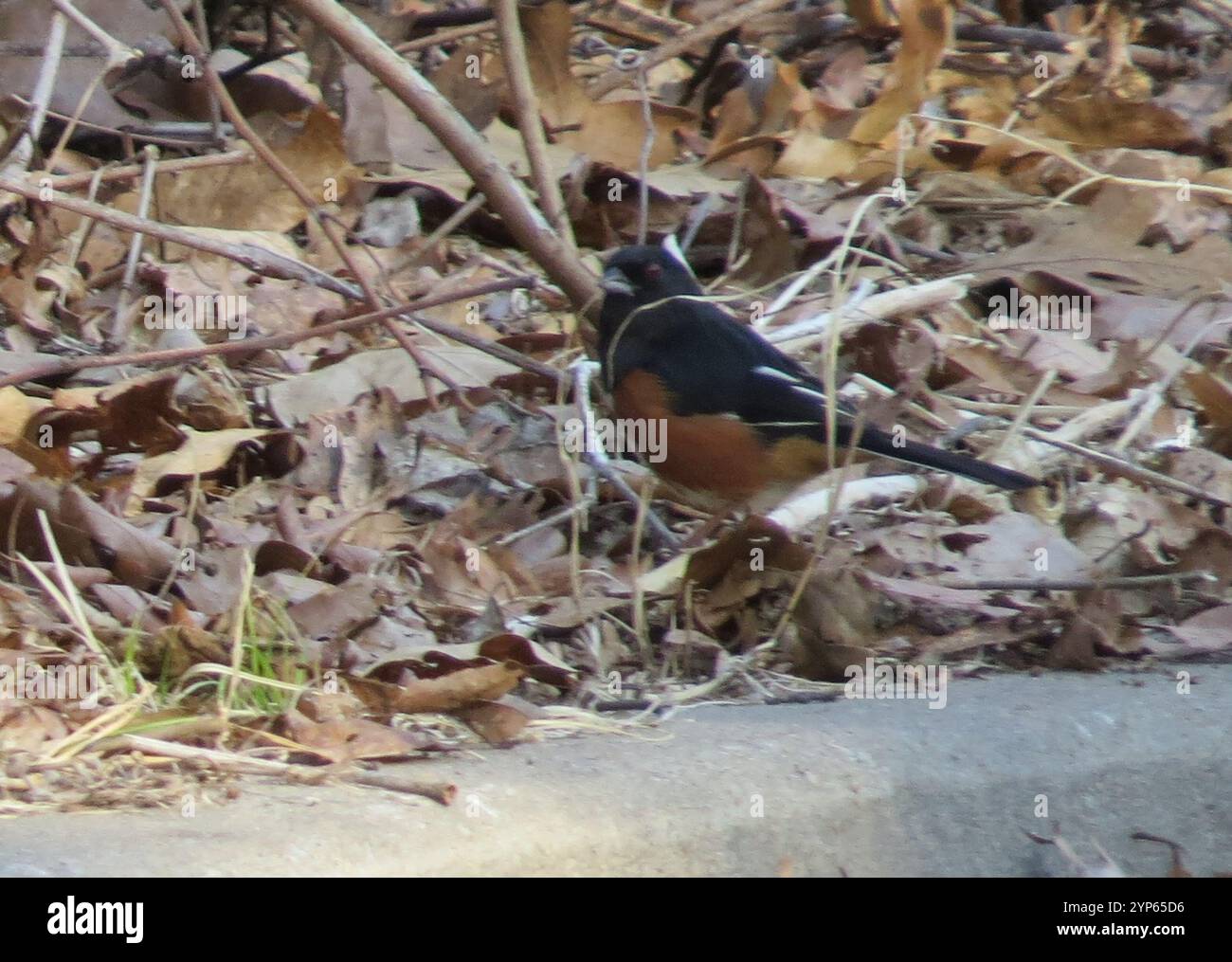 Eastern Towhee (Pipilo erythrophthalmus Stock Photo - Alamy