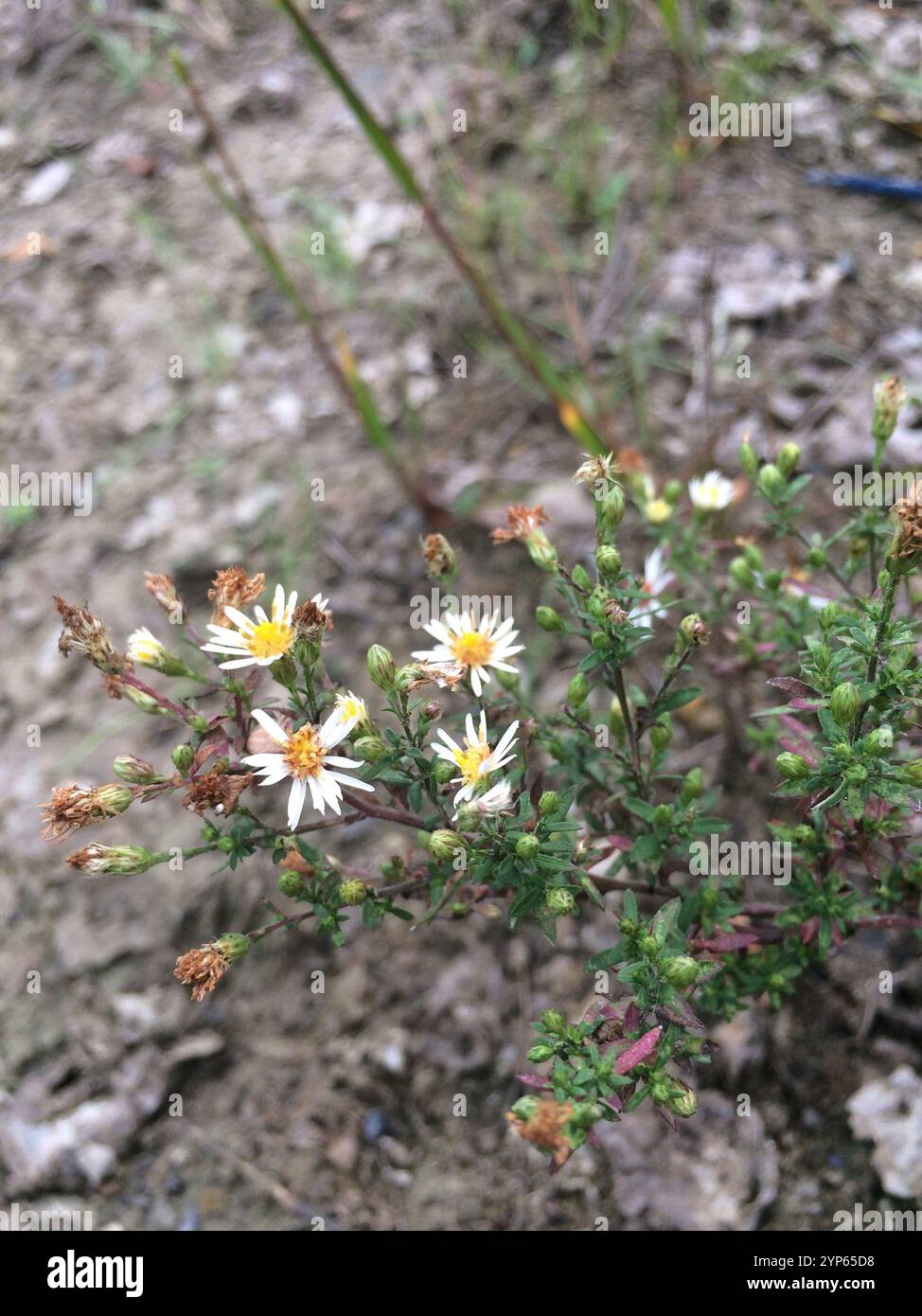 Ontario Aster (Symphyotrichum ontarionis ontarionis Stock Photo - Alamy