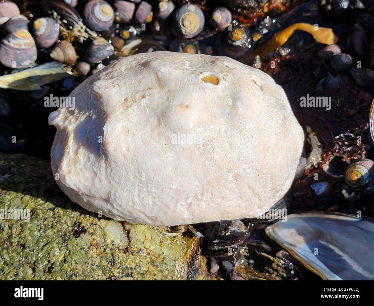 Gumboot Chiton (Cryptochiton stelleri Stock Photo - Alamy