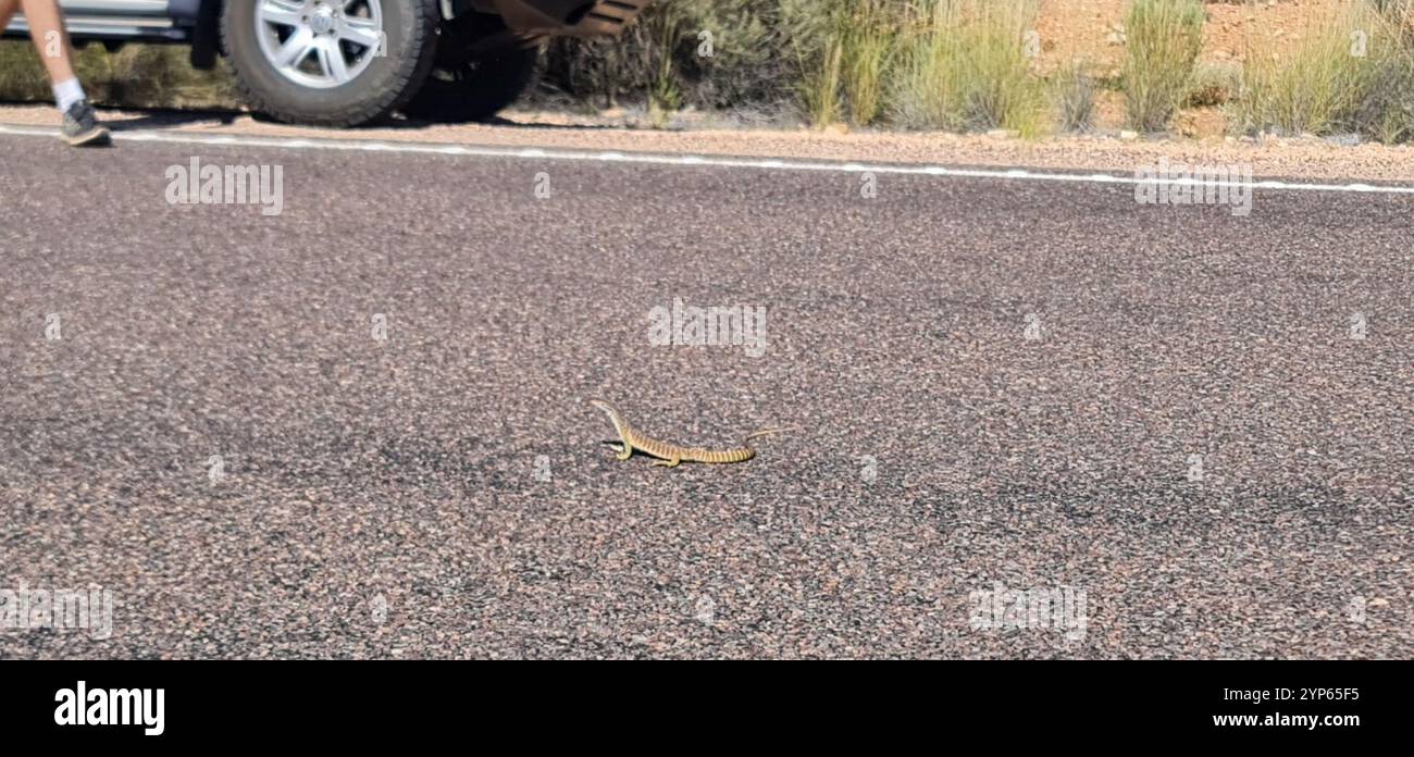 Sand Goanna (Varanus gouldii Stock Photo - Alamy
