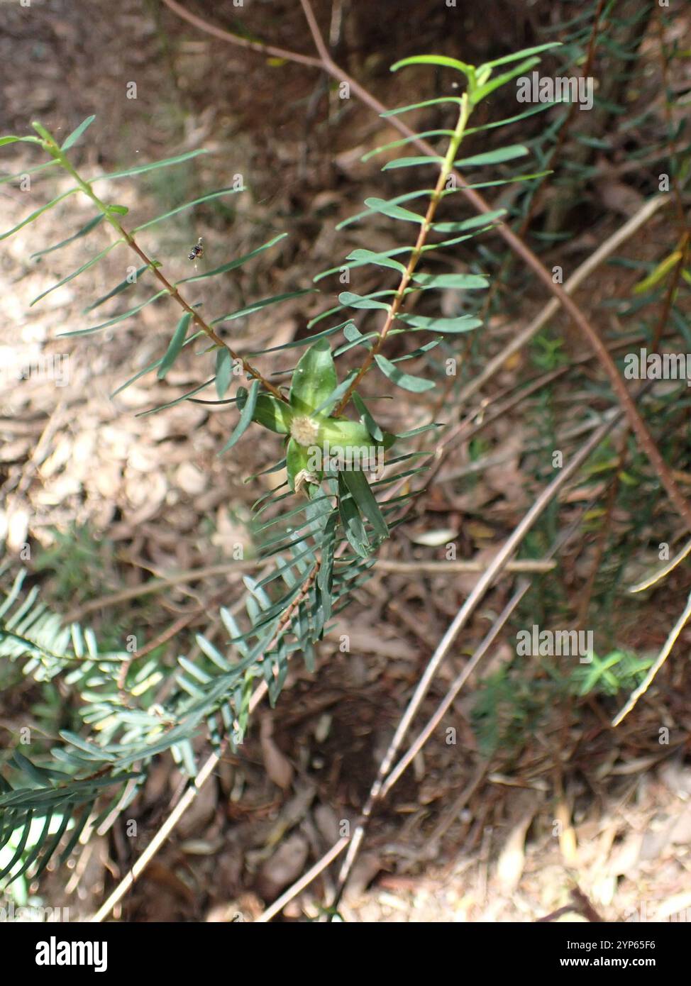 Queen of the Bush (Pimelea linifolia Stock Photo - Alamy