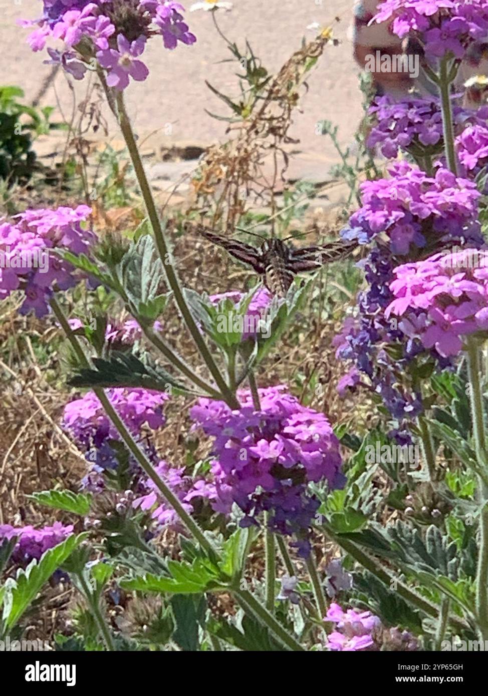 White-lined Sphinx (Hyles lineata Stock Photo - Alamy