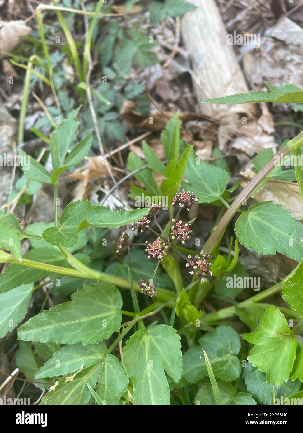 purple meadow-parsnip (Thaspium trifoliatum trifoliatum Stock Photo - Alamy