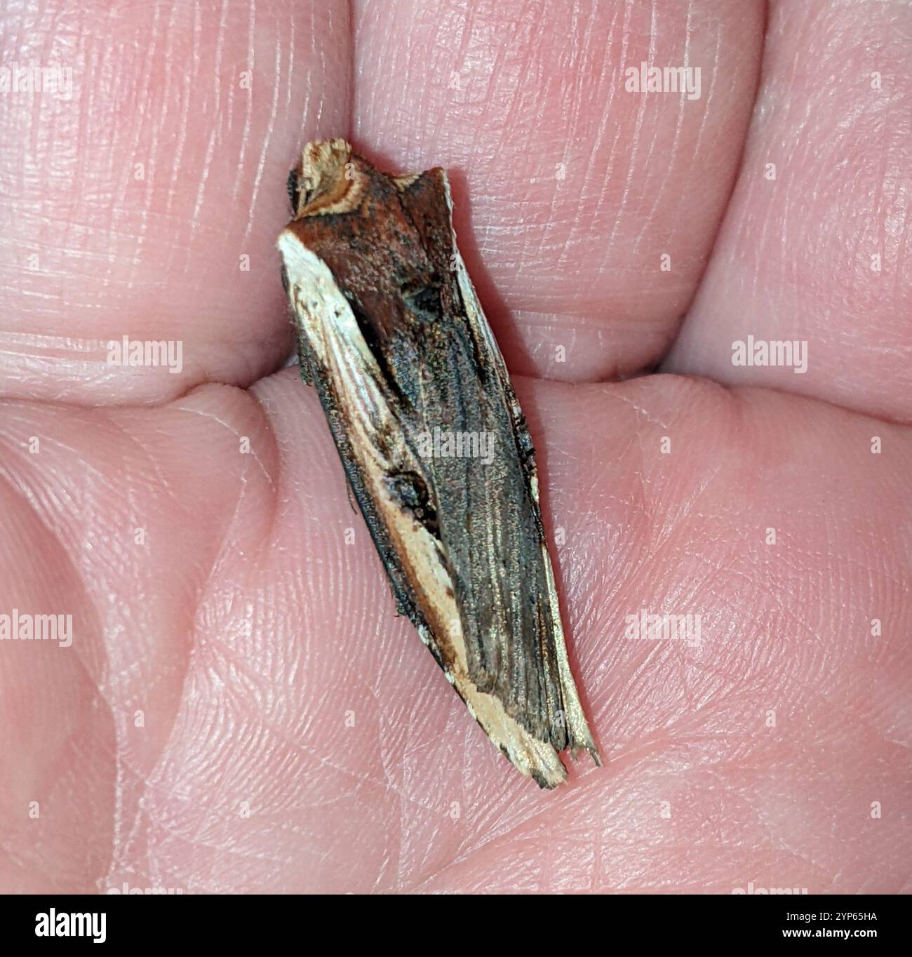 Dot-and-Dash Swordgrass Moth (Xylena curvimacula Stock Photo - Alamy