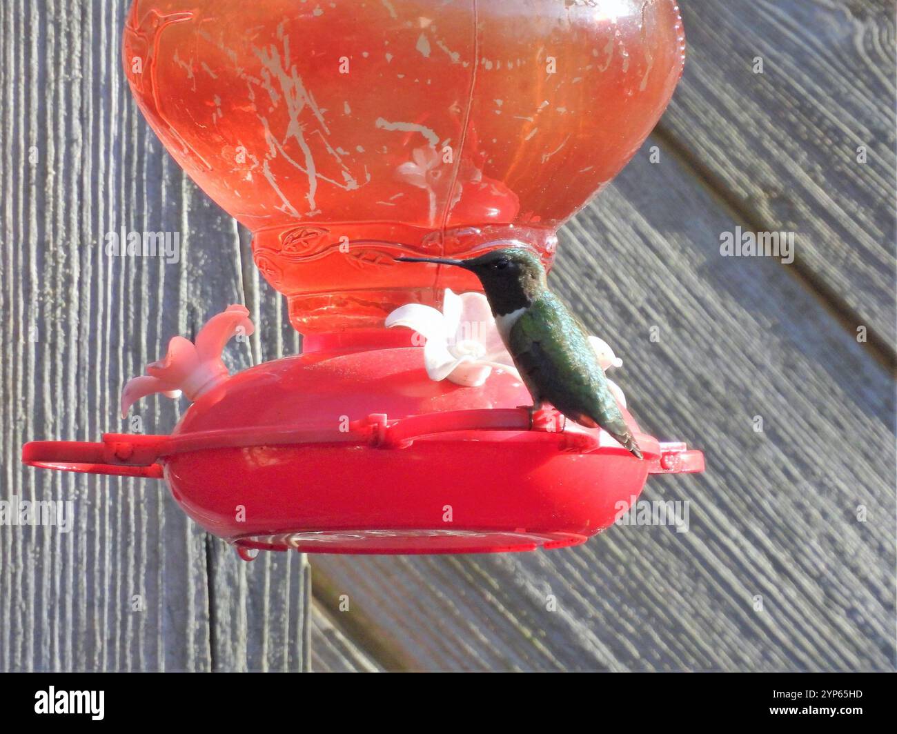 Ruby-throated Hummingbird (Archilochus colubris Stock Photo - Alamy