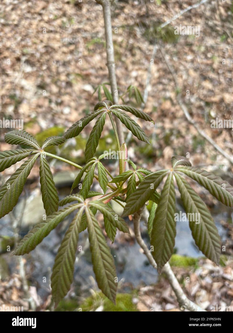 painted buckeye (Aesculus sylvatica Stock Photo - Alamy