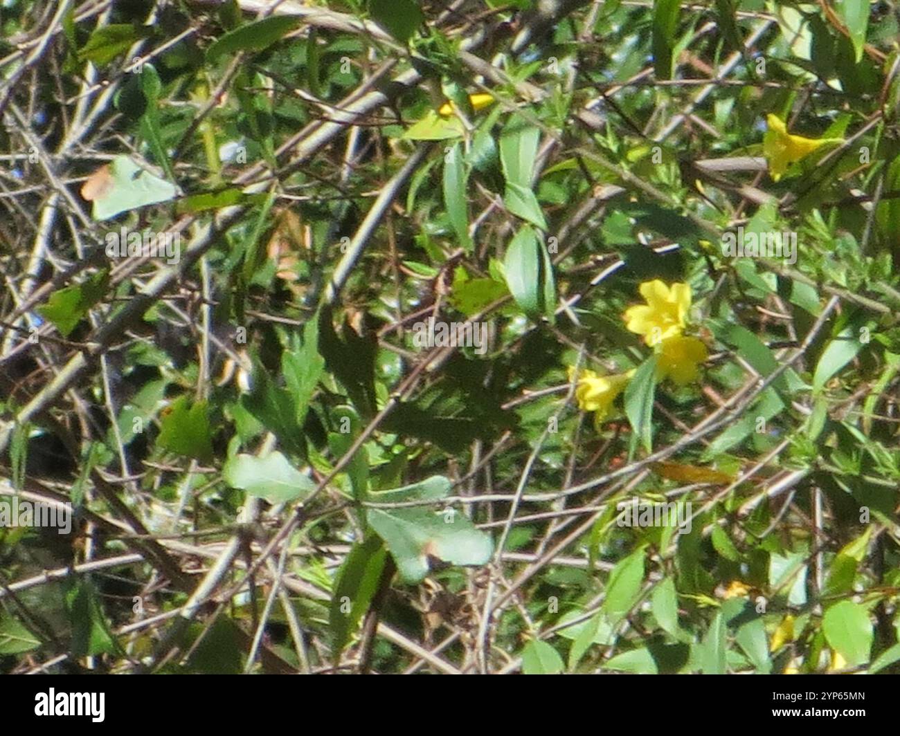 yellow jessamine (Gelsemium sempervirens Stock Photo - Alamy