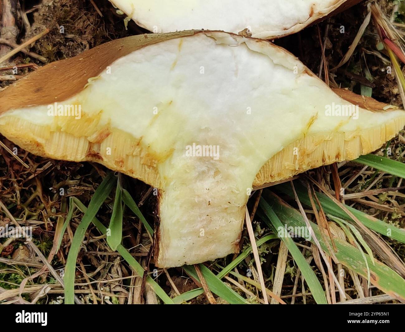 Purple-veiled Slippery Jack (Suillus luteus Stock Photo - Alamy